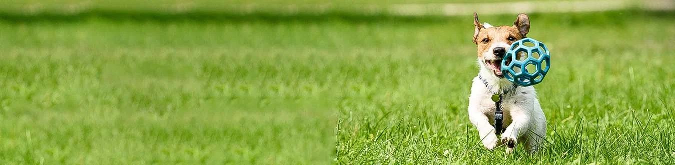 Dog Insurance from MetLife Pet | Same-Day Customizable Plans