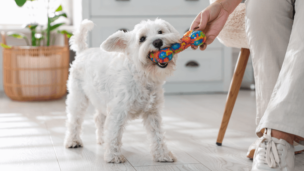 The Most Expensive States to Own a Dog in 2026