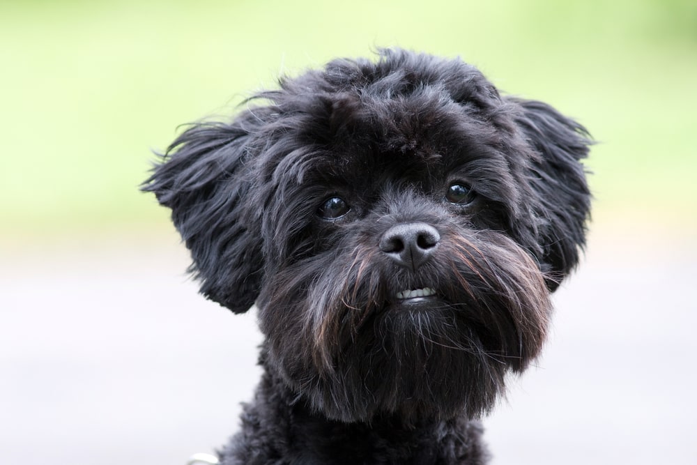 Shih Poo Breed Information | MetLife Pet Insurance