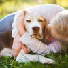 Pets in Spring: Hazards and 6 Safety Tips | MetLife Pet Insurance
