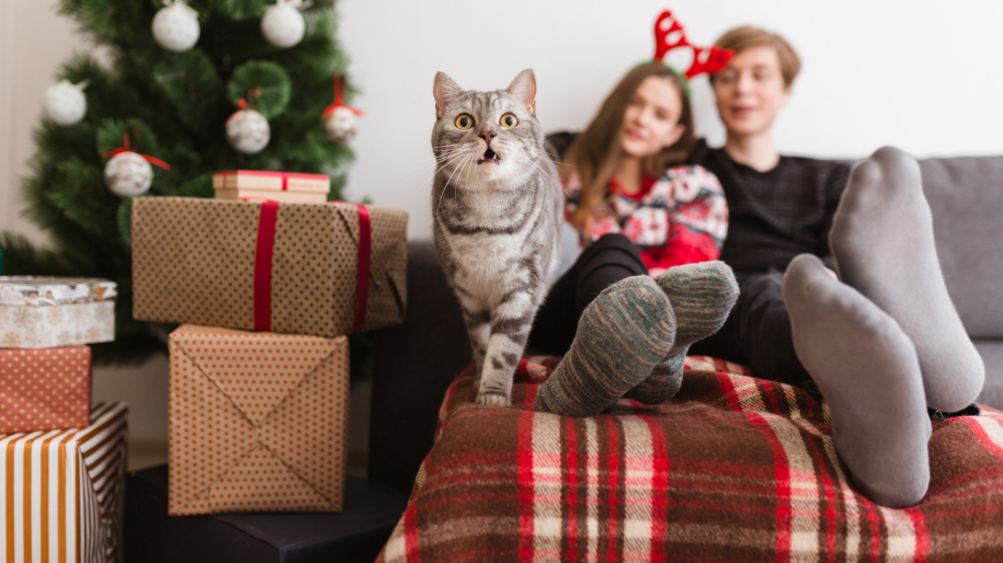 How to Cat Proof a Christmas Tree | MetLife Pet Insurance
