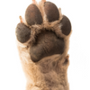 Dog Itchy Paws: Causes & Home Cures | MetLife Pet Insurance