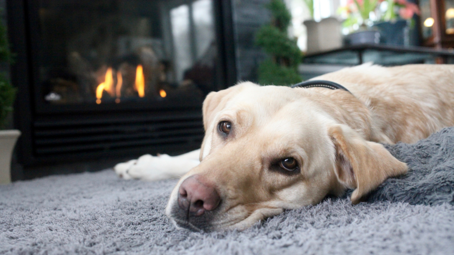 Tips on Caring for Your Senior Dog | MetLife Pet Insurance