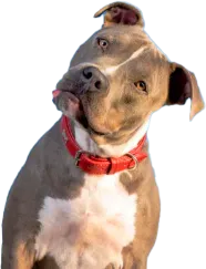 Coverage and Exclusions | MetLife Pet Insurance